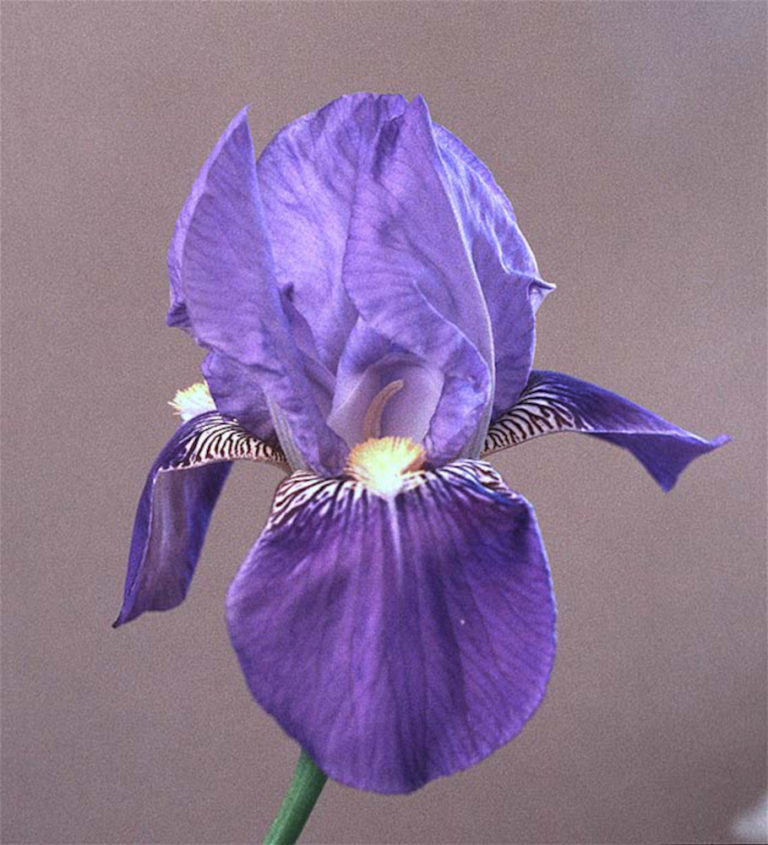 George Gessert - Leonardo/OlatsLeonardo/Olats